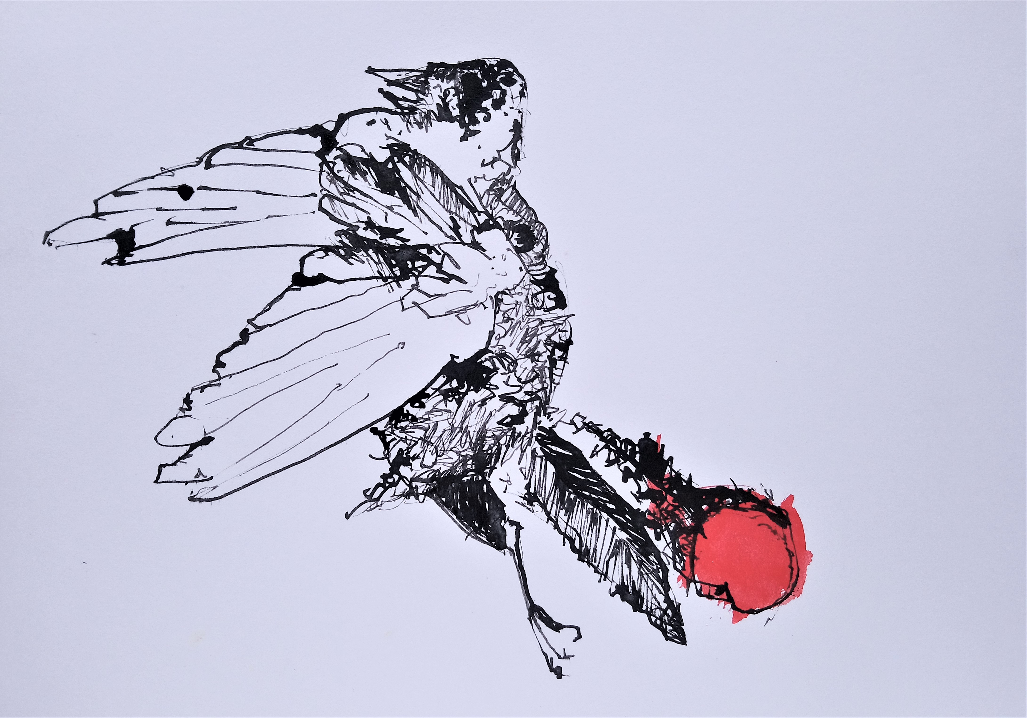 The heart of a crow. – dominique cameron RSW